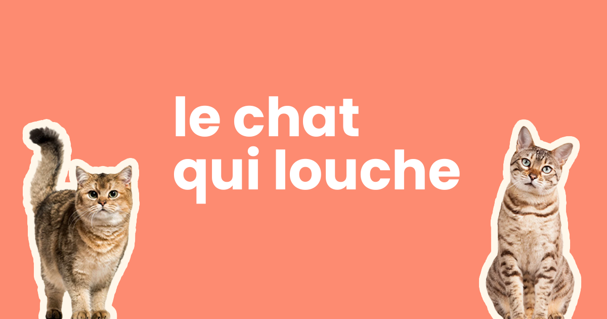Le Chat Qui Louche : site d'informations et de conseils sur les chats