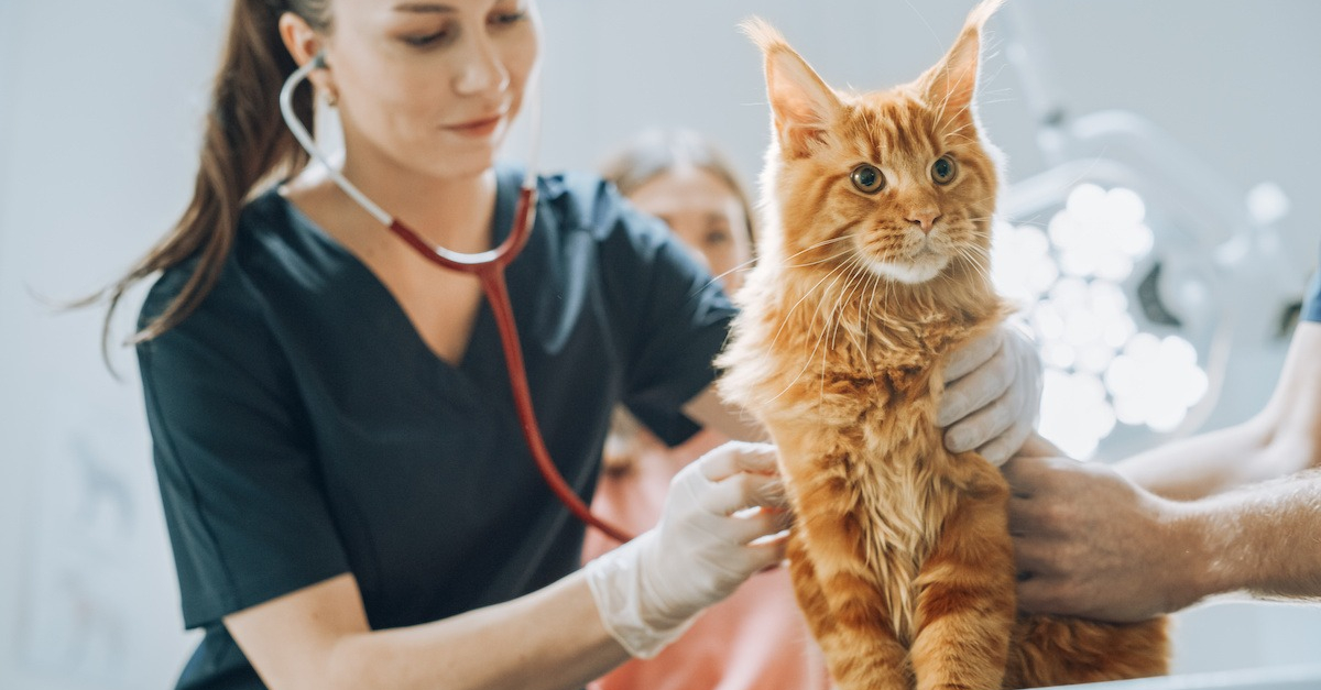 Les maladies courantes chez le chat : symptômes, traitements et prévention