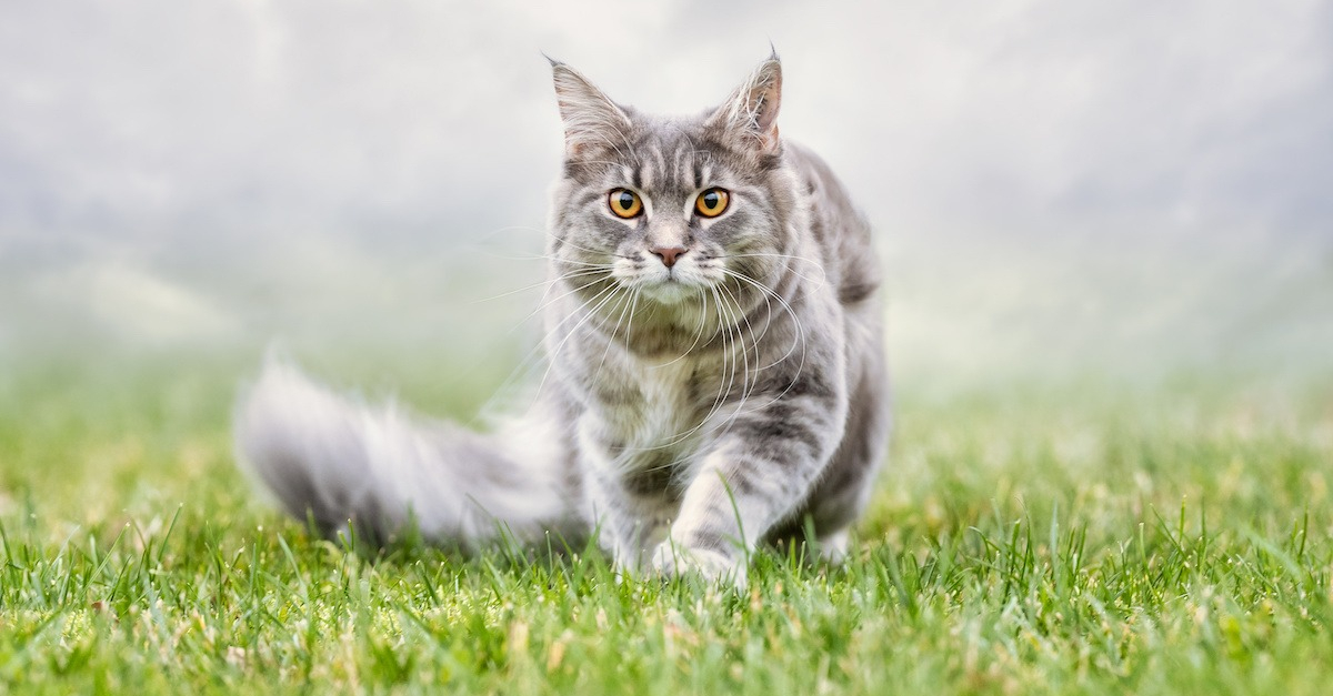 Races : tout savoir sur les races de chat